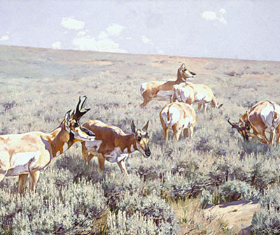 Carl Rungius Artwork | National Museum of Wildlife Art