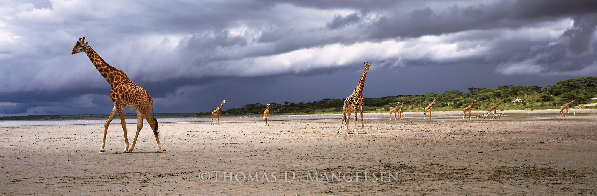 National Museum of Wildlife Art to Debut "Thomas D. Mangelsen: A Life ...