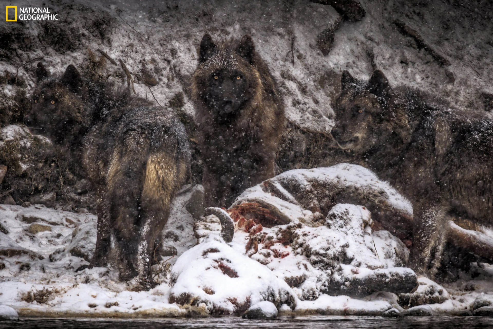National Museum of Wildlife Art | Art Collection, Jackson Hole, Wy