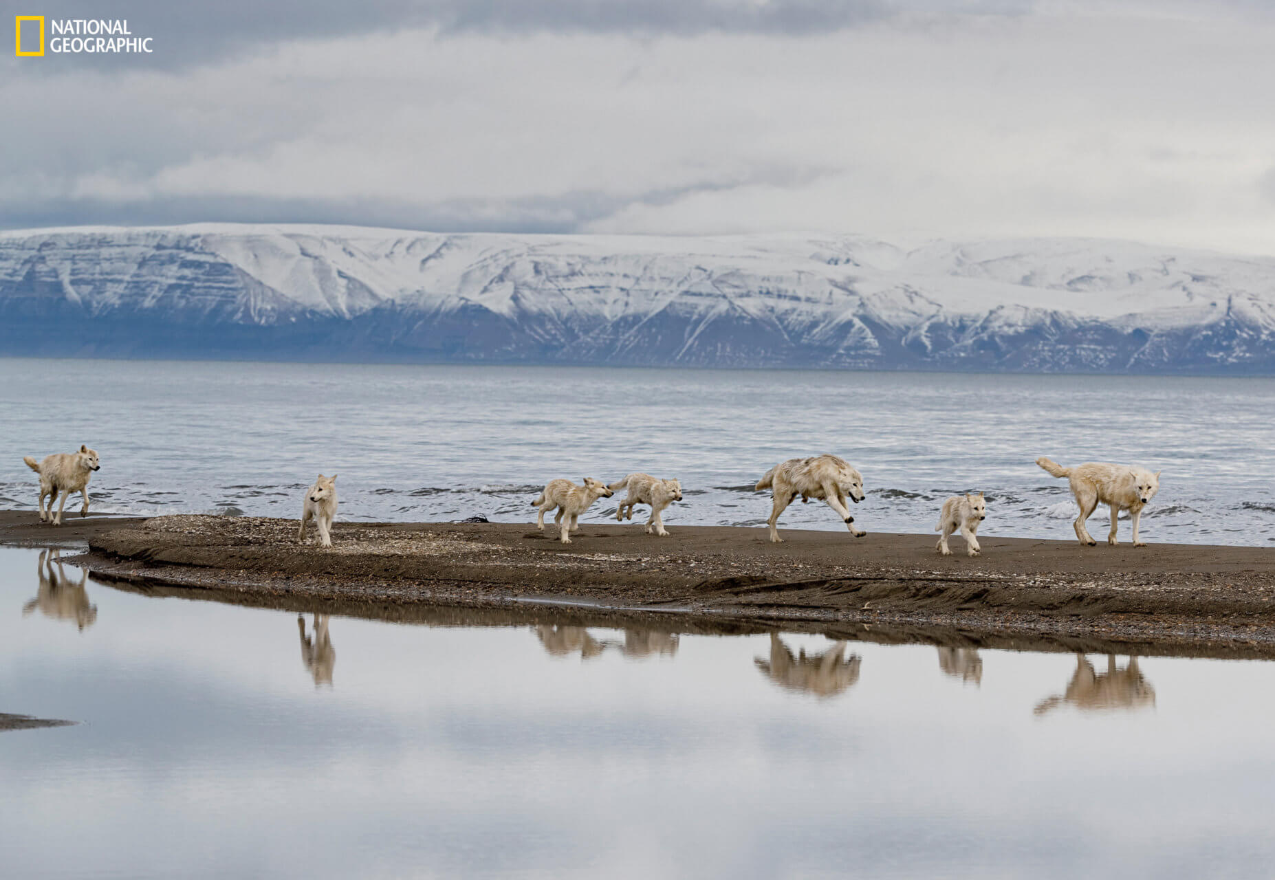 Wolves: Photographs by Ronan Donovan - National Museum of Wildlife Art