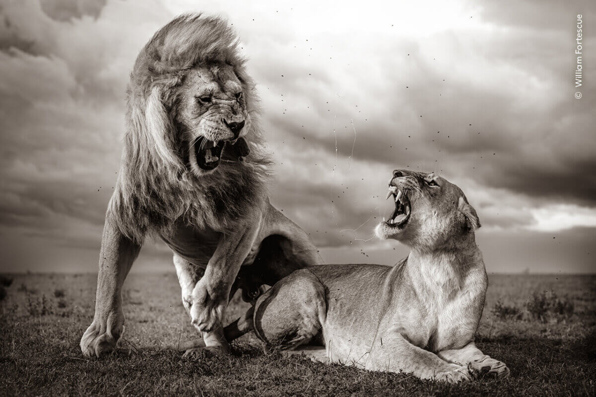 Wildlife Photographer of the Year - National Museum of Wildlife Art