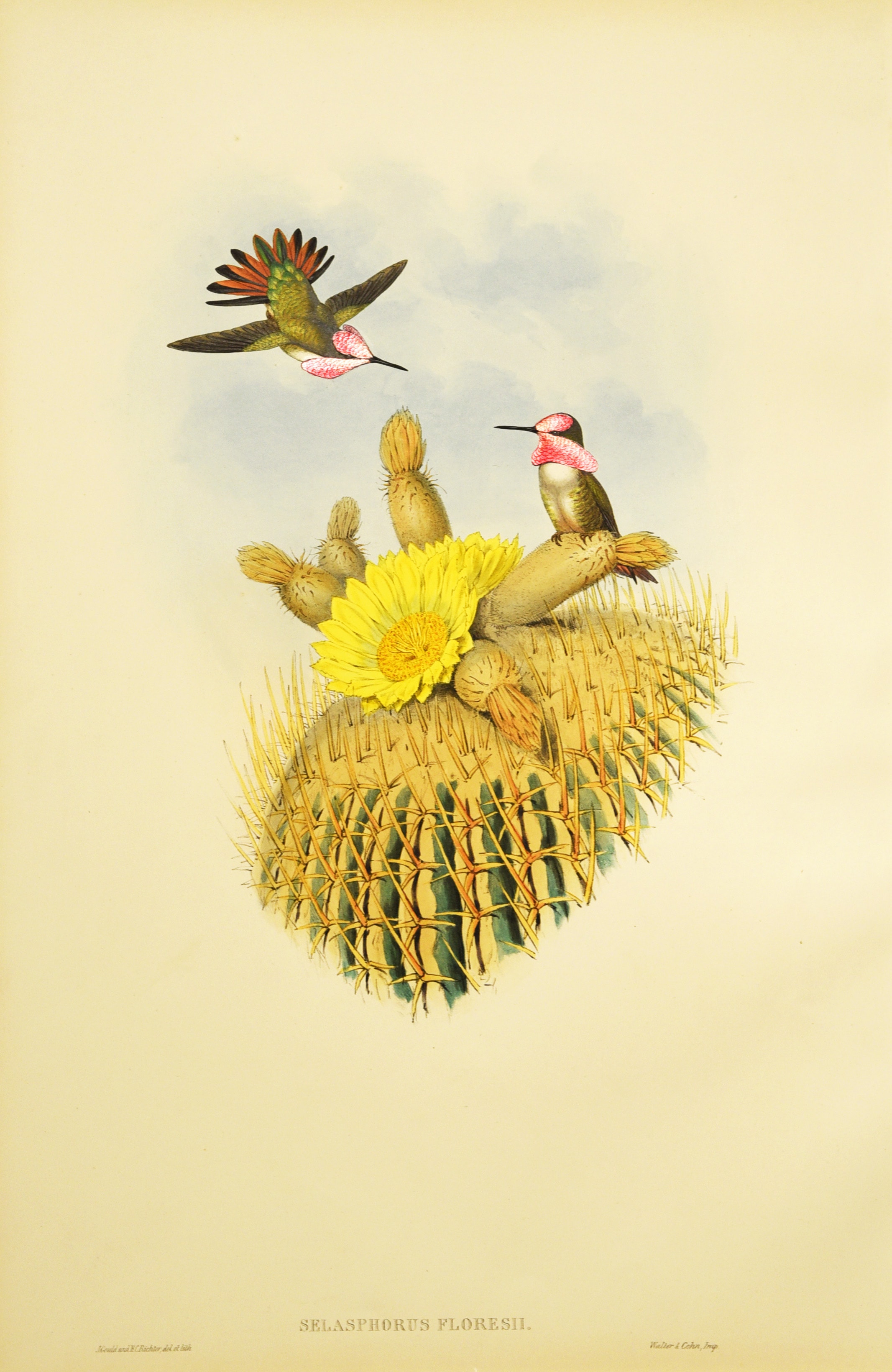 Iridescence: John Gould’s Hummingbirds | National Museum of Wildlife Art
