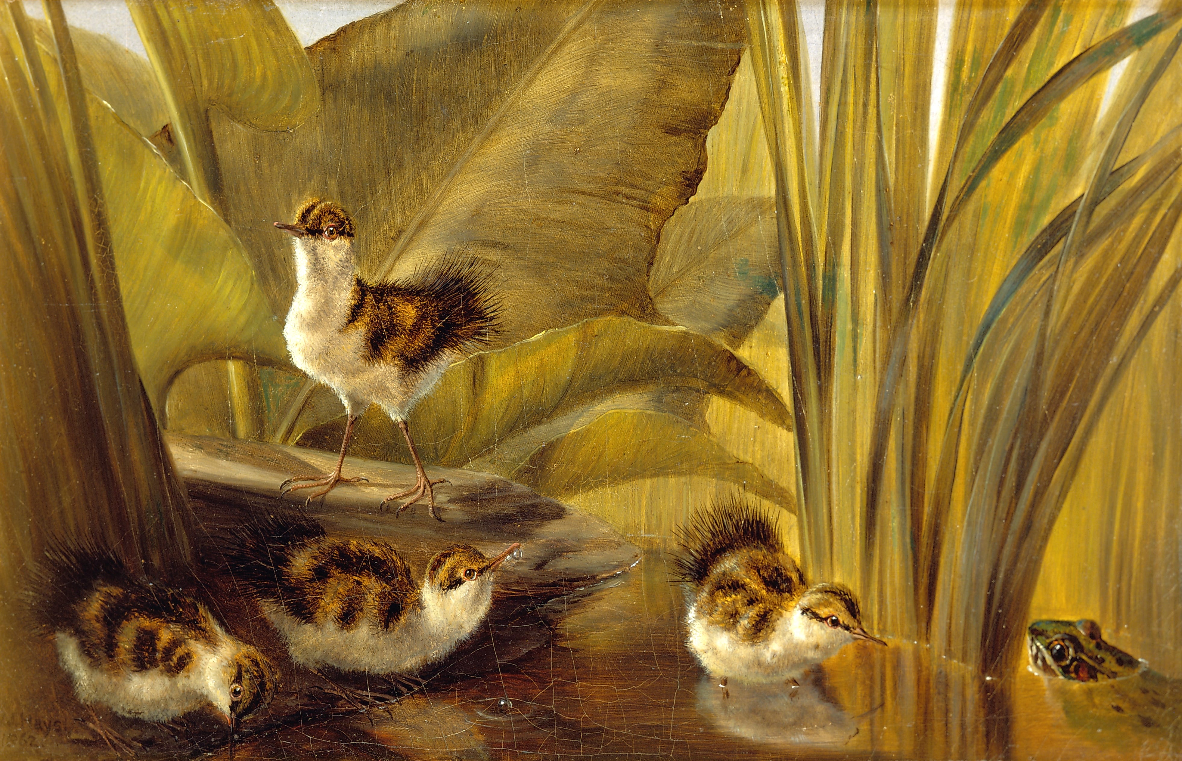 TINY: Charismatic Minifauna from the Permanent Collection | National ...