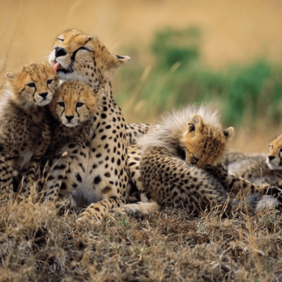 Nature Photography, Thomas Mangelsen: A Life in the Wild