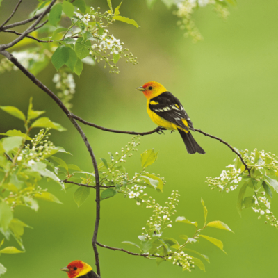 Nature Photography, Thomas Mangelsen: A Life in the Wild