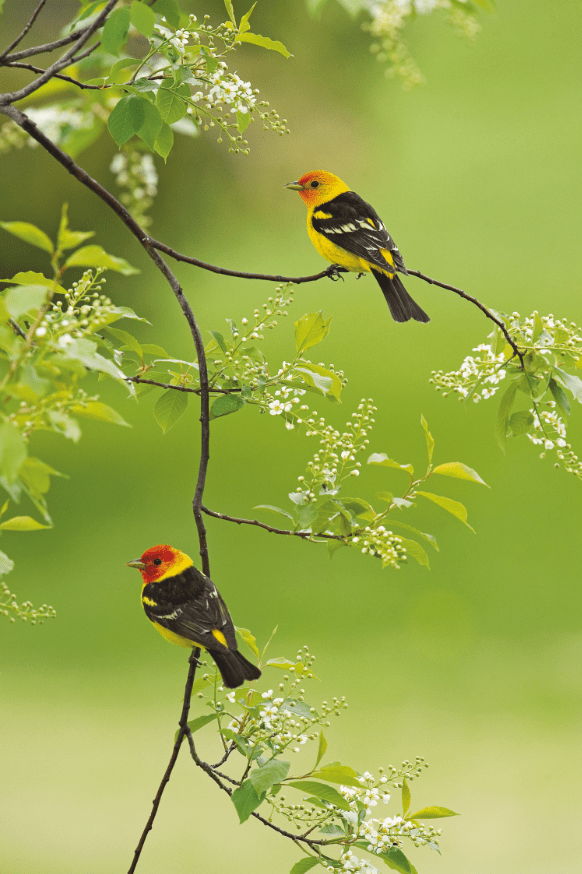 Nature Photography, Thomas Mangelsen: A Life in the Wild